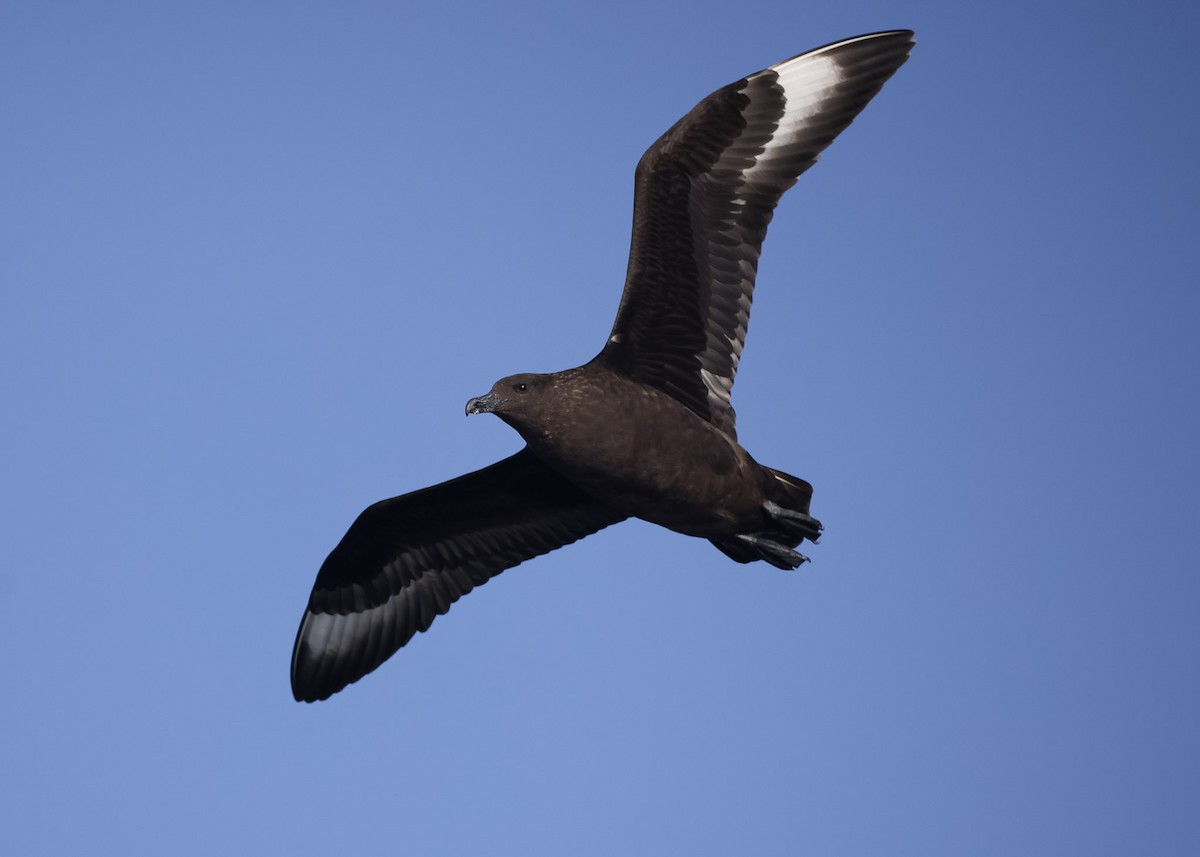 eBird Checklist - 12 May 2024 - Eaglehawk Neck Pelagic Trip - 30 ...
