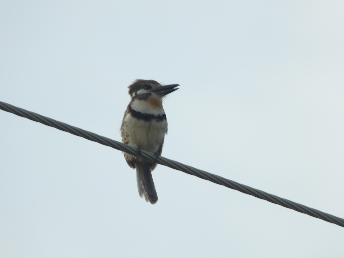 Russet-throated Puffbird - Hypnelus ruficollis - Media Search ...