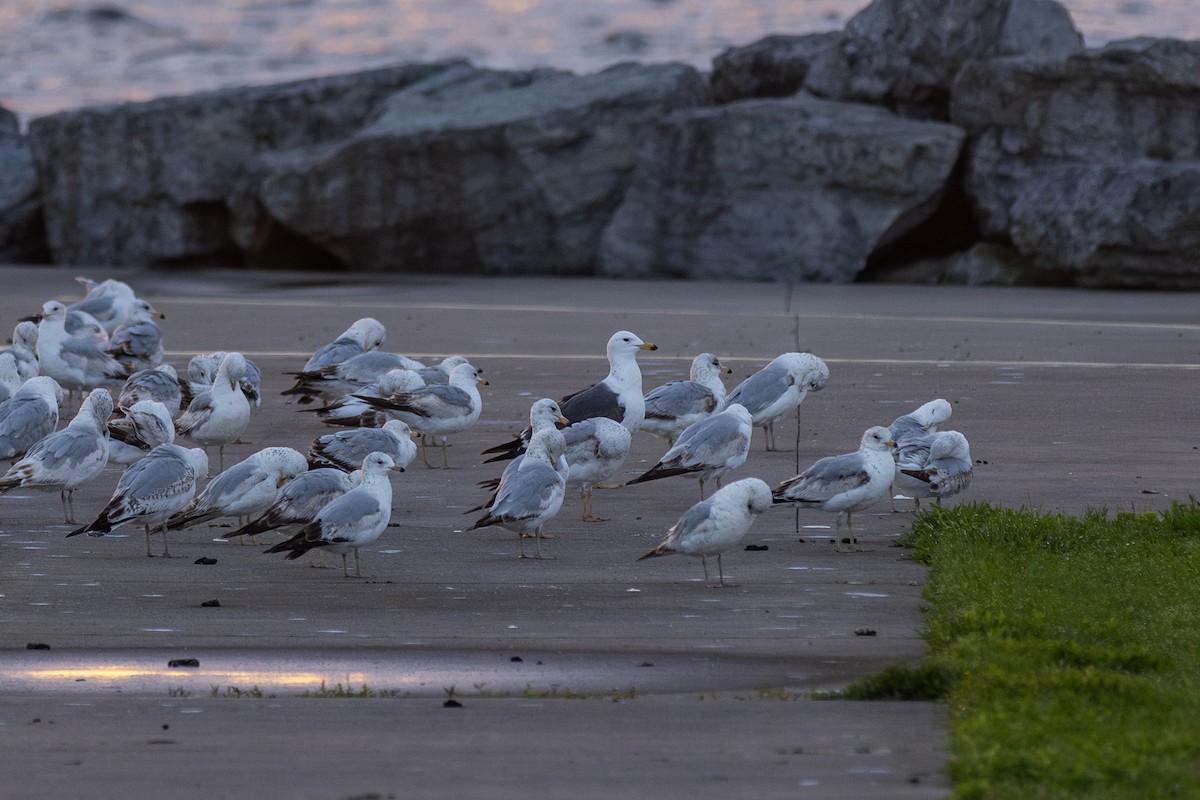 eBird Checklist - 13 May 2024 - Geneva Lakefront Park, birds over land ...