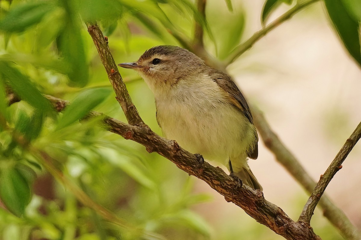 eBird Checklist - 13 May 2024 - Mt. Lemmon--Summerhaven - 18 species