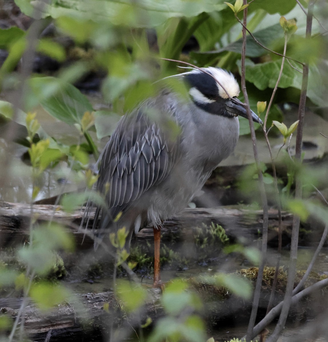 eBird Checklist - 13 May 2024 - Marblehead Neck Wildlife Sanctuary ...