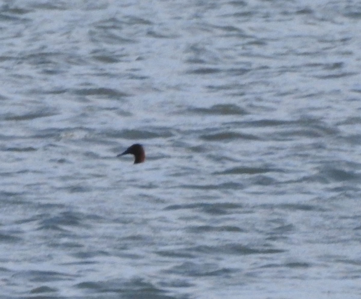 eBird Checklist - 11 May 2024 - Medicine Lake NWR - 58 species