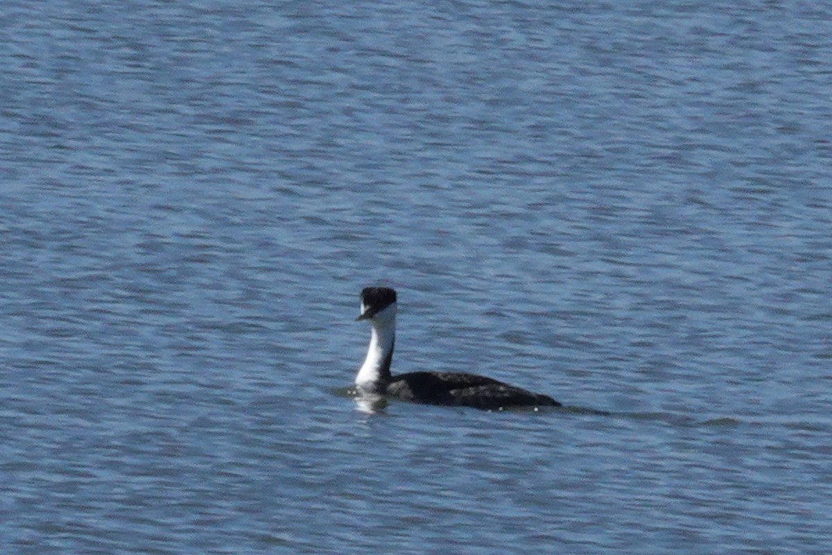 eBird Checklist - 13 May 2024 - Smith Reservoir SWA - 56 species