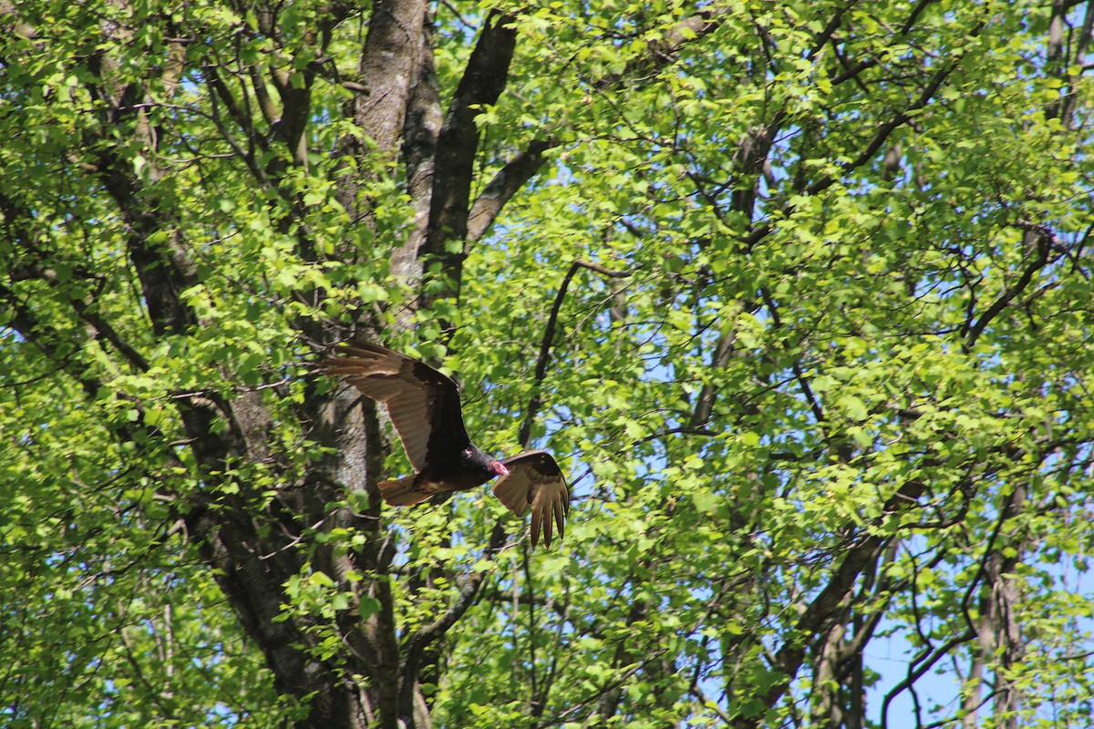 eBird Checklist - 20 Apr 2024 - Frank Lane Rd, Singers Glen US-VA - 23 ...