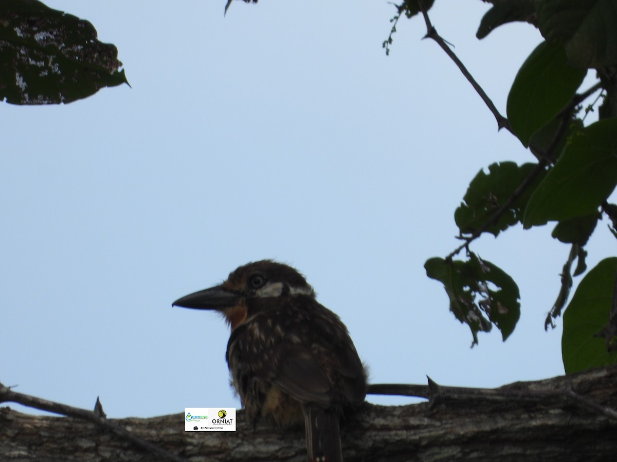Russet-throated Puffbird - Hypnelus ruficollis - Media Search ...