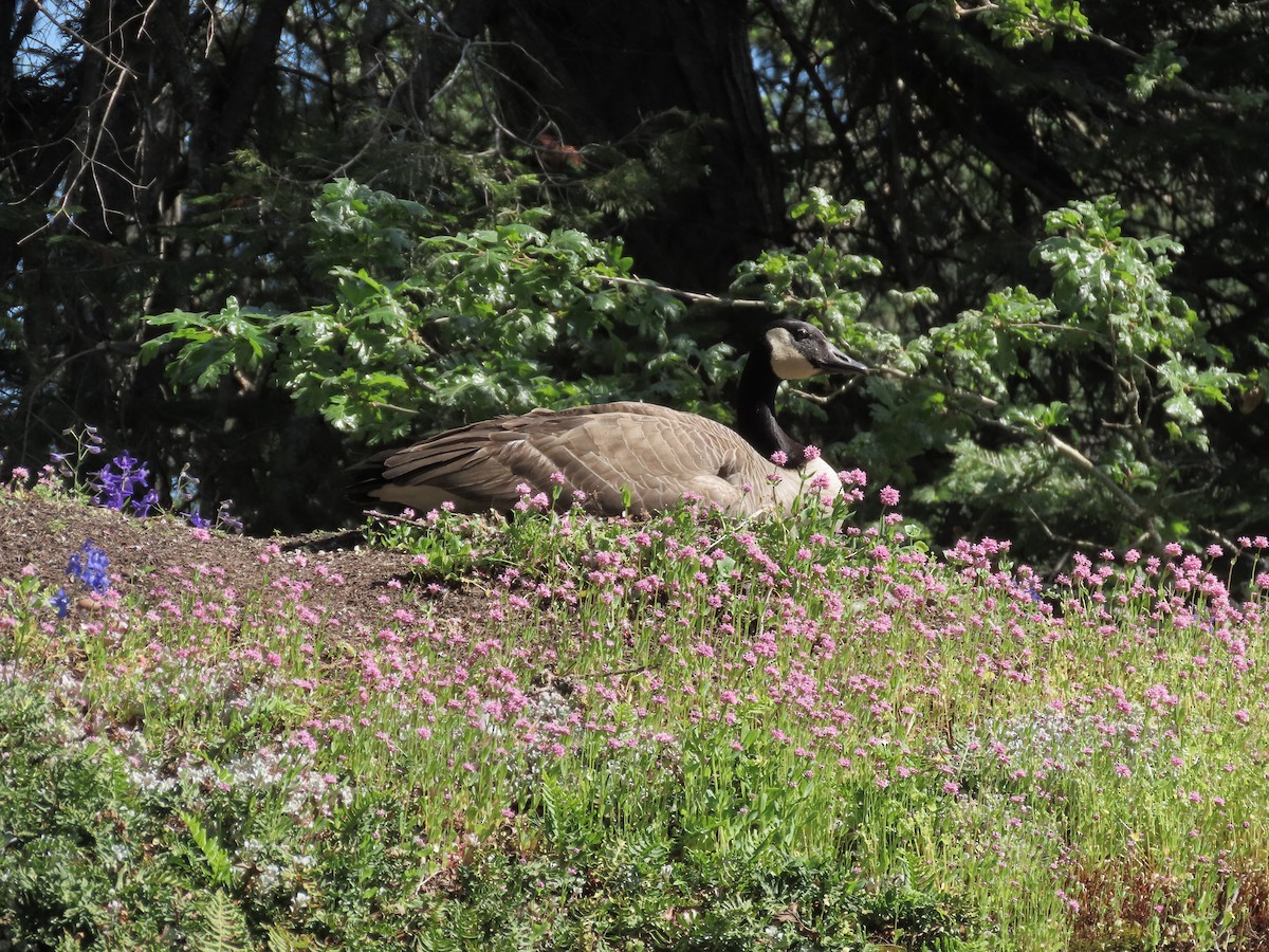 eBird Checklist - 9 May 2024 - Swan Lake Nature Sanctuary, Victoria ...