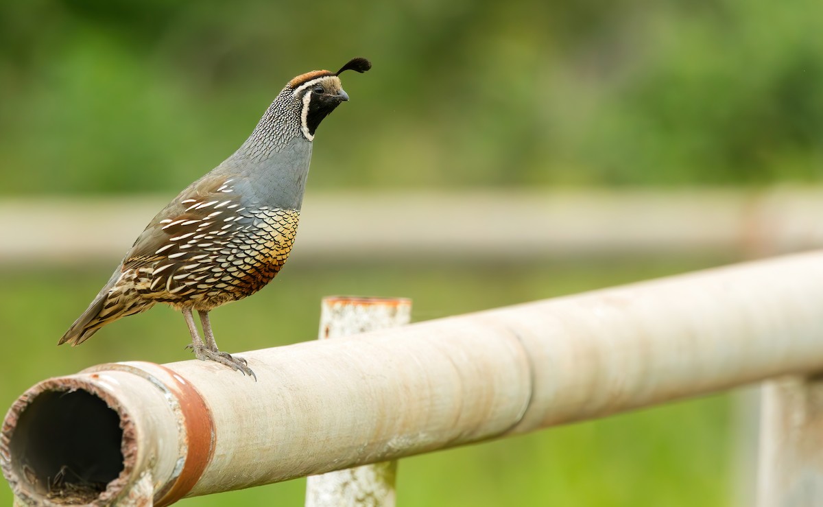 eBird Checklist - 13 May 2024 - Rodeo Lagoon - 69 species (+1 other taxa)