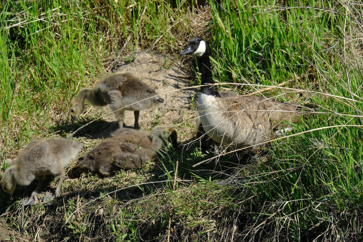 eBird Checklist - 13 May 2024 - Jordan River Parkway--Fife Wetlands ...