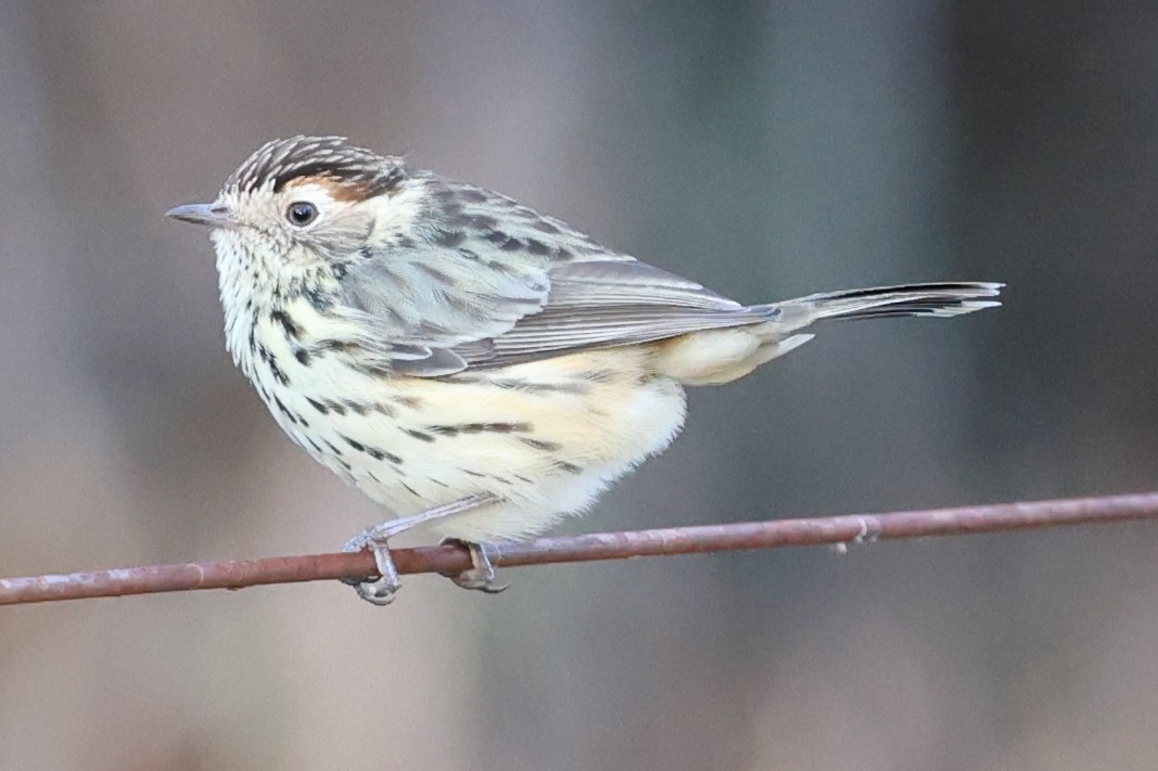 eBird Checklist - 14 May 2024 - Woodstock Nature Reserve--Shepherds ...