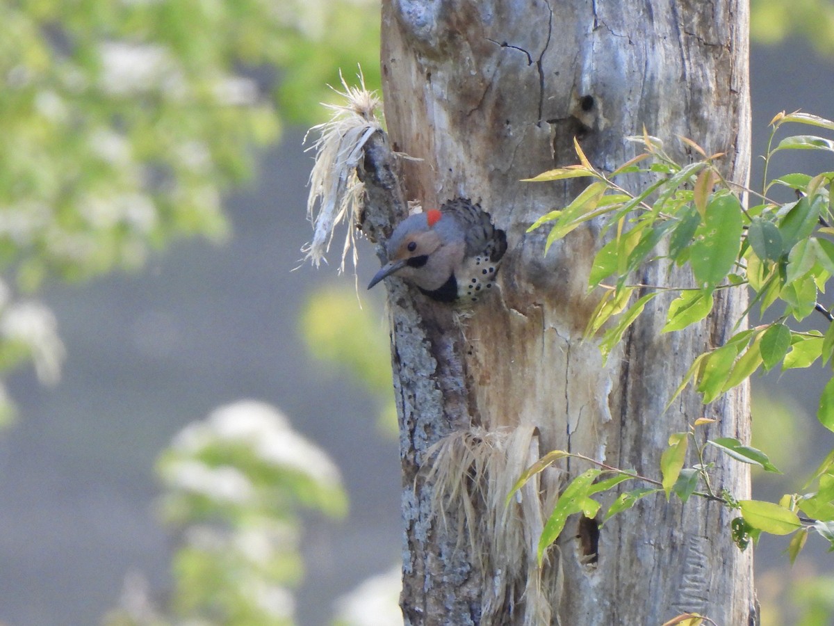 Pennsylvania Bird Atlas Checklist - 14 May 2024 - Harford NW, Harford Road Wetland - 24 species