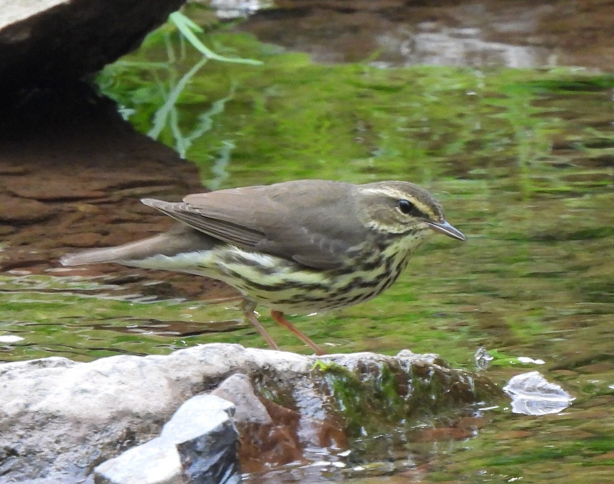 Pennsylvania Bird Atlas Checklist - 14 May 2024 - Goose Run Park - 30 ...