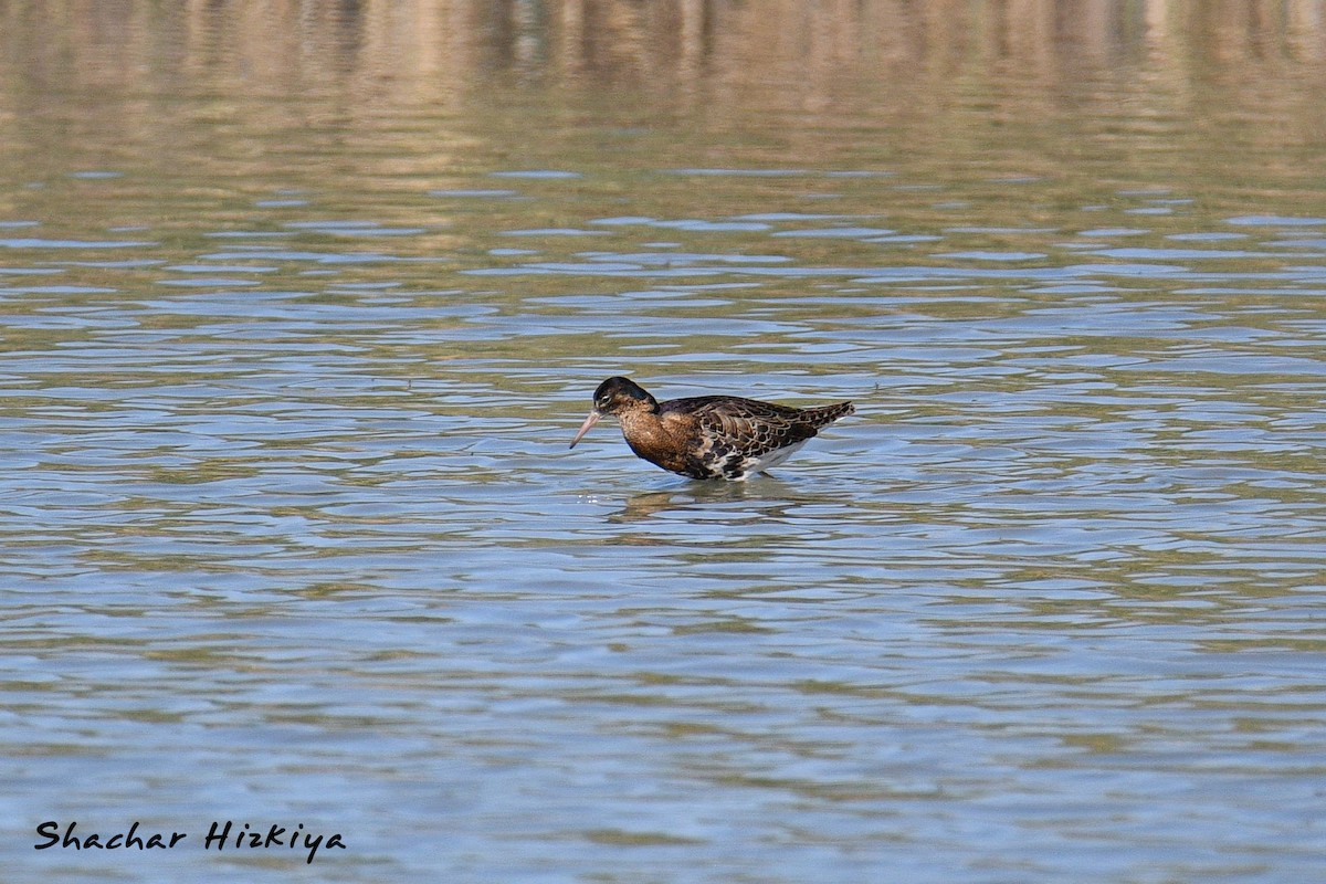 eBird Checklist - 9 May 2024 - Nahsholim בריכות נחשולים - 54 species