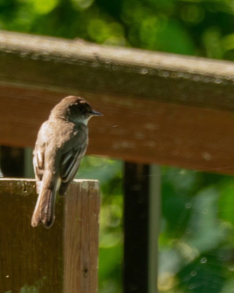 Pennsylvania Bird Atlas Checklist - 13 May 2024 - Plum Creek-Private ...