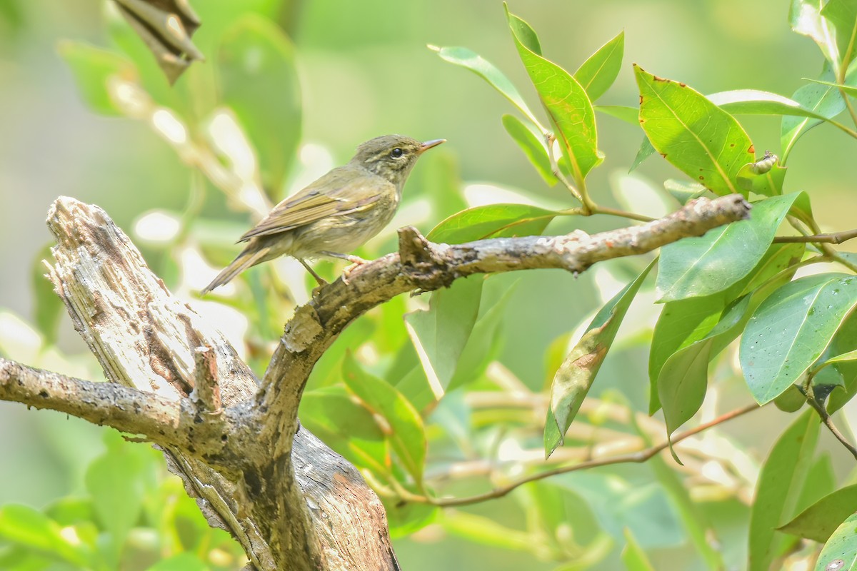 Media Search - Macaulay Library and eBird