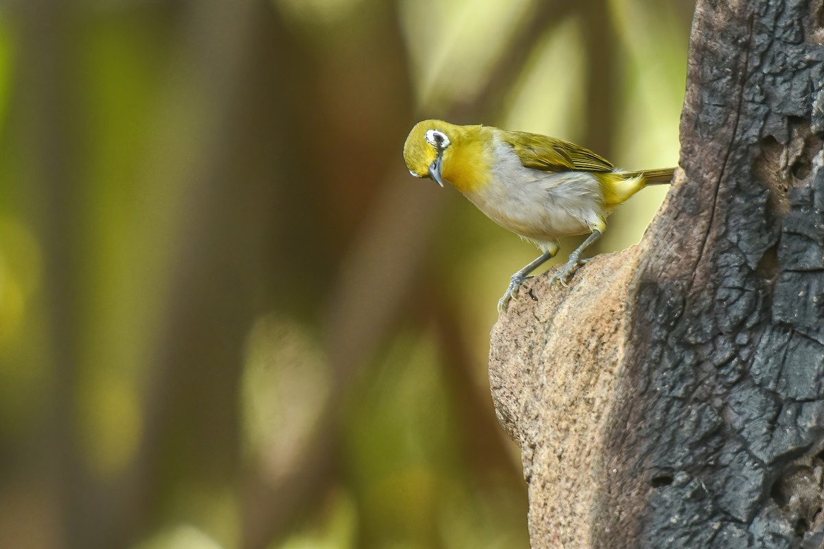 Media Search - Macaulay Library and eBird