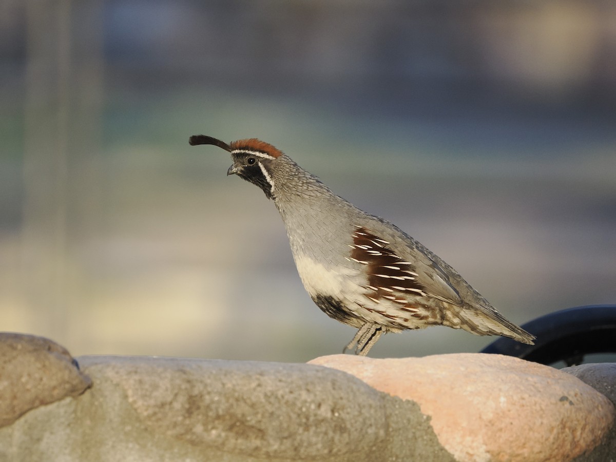 eBird Checklist - 13 May 2024 - Portal--Bob Rodrigues yard (Dave Jasper ...