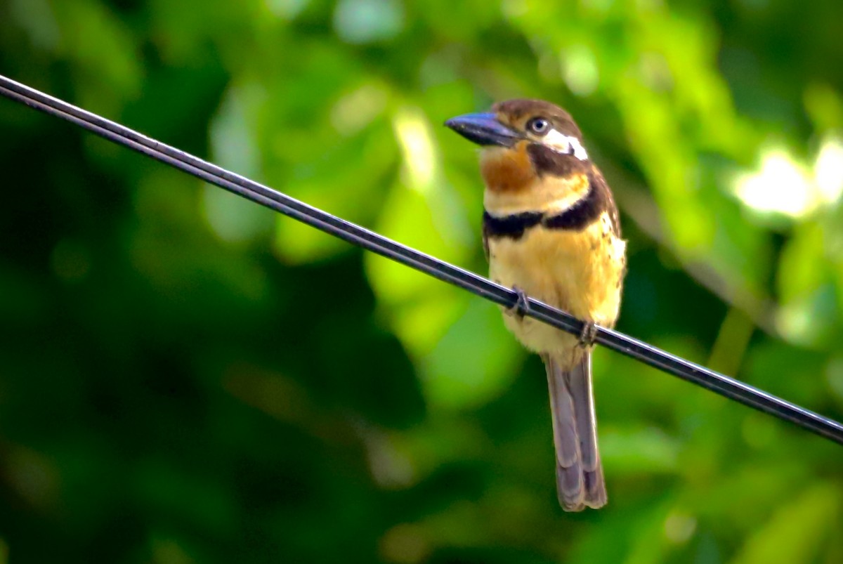 Russet-throated Puffbird - Hypnelus ruficollis - Media Search ...