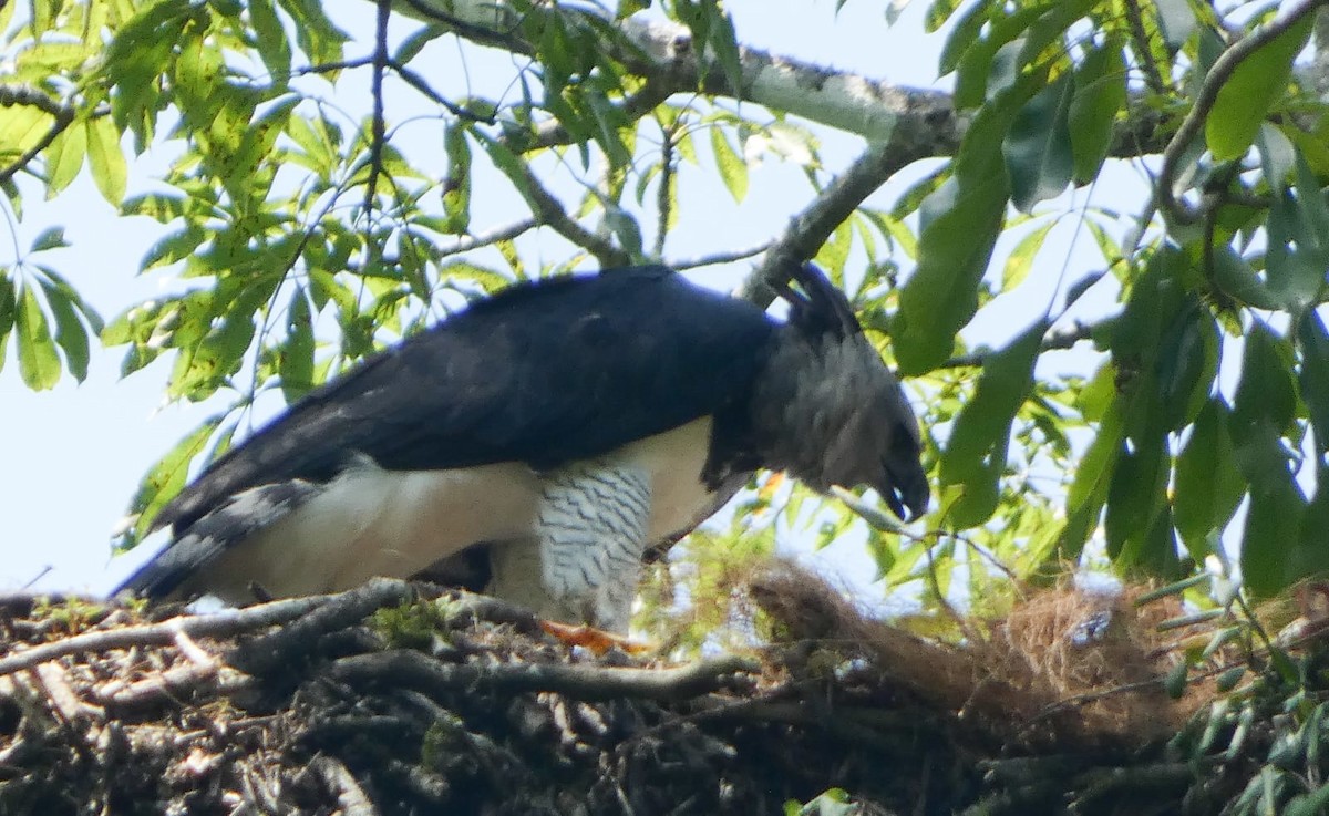 Harpy Eagle - Harpia harpyja - Media Search - Macaulay Library and eBird