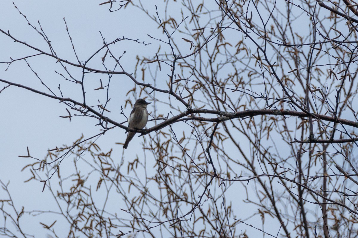 eBird Checklist - 14 May 2024 - PN du Bic--Tourbière - 41 species