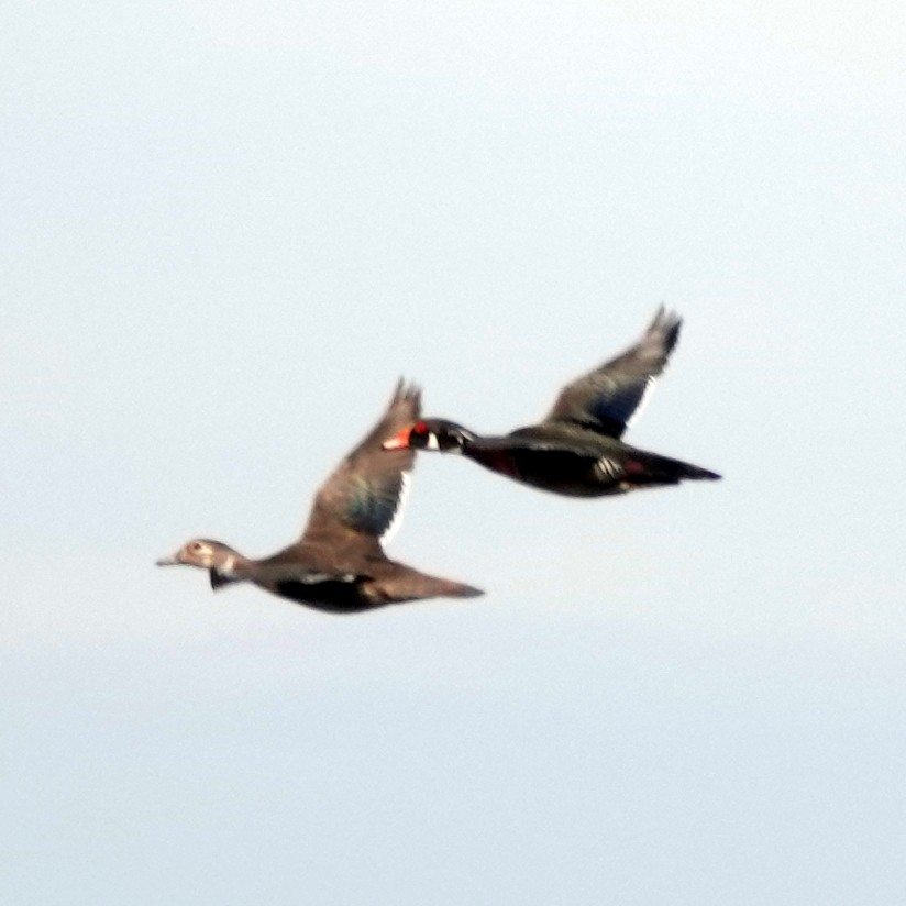 eBird Checklist - 14 May 2024 - Back Bay National Wildlife Refuge ...