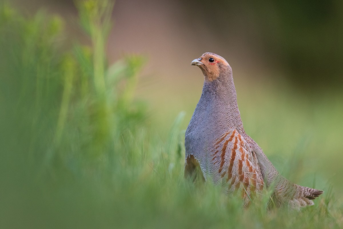 eBird Checklist - 14 May 2024 - Sadowa Góra Uroczysko & Geosfera Park ...
