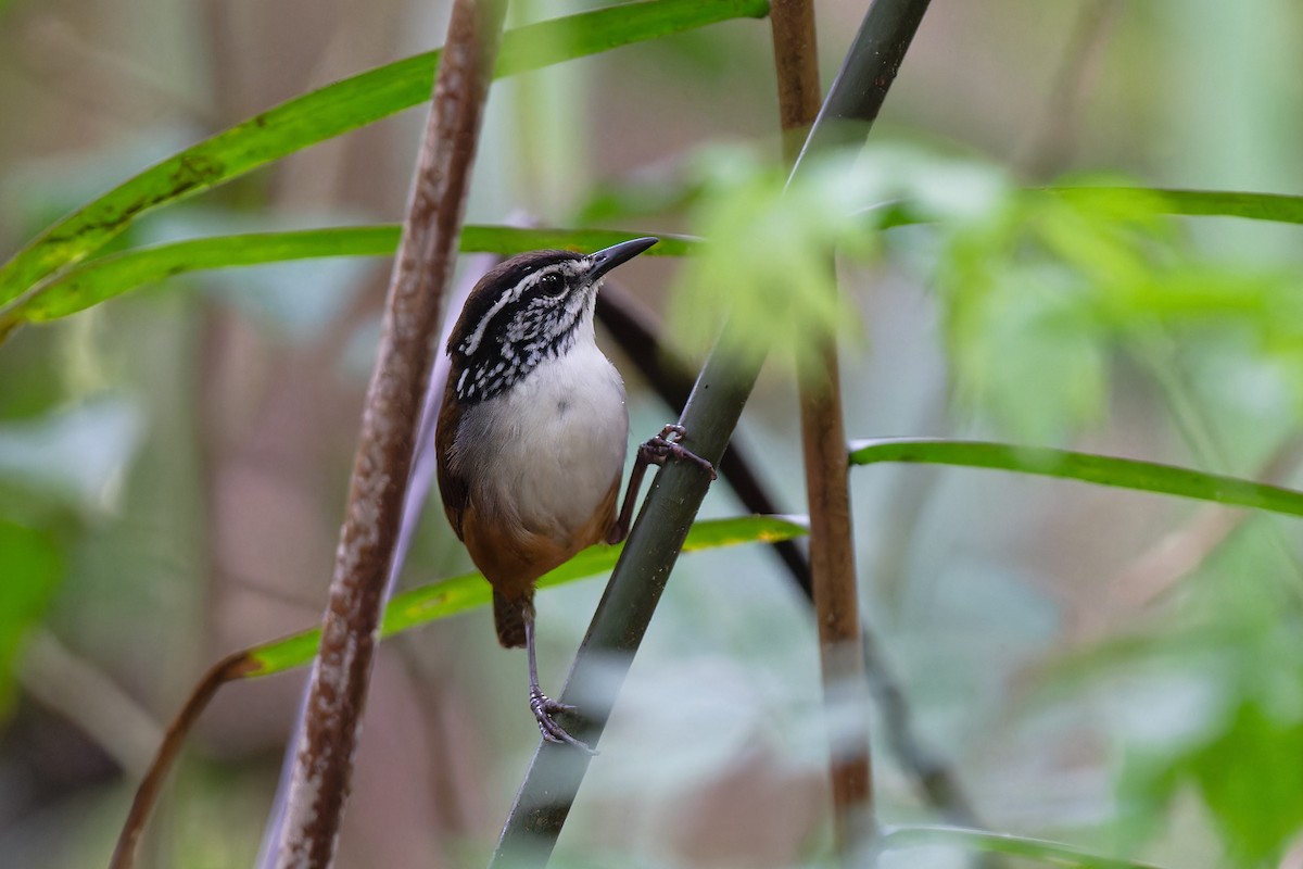 Saltapared Pecho Blanco (grupo pittieri) - eBird