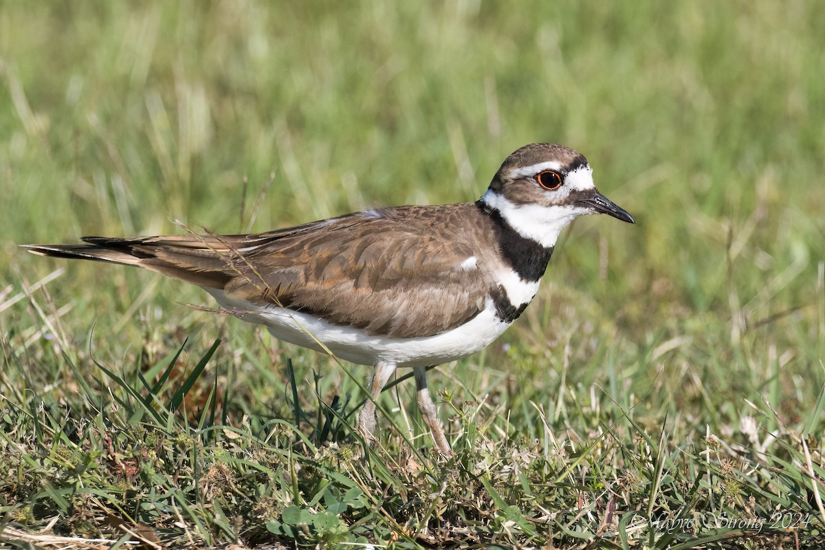 eBird Checklist - 14 May 2024 - Ray Roberts Lake SP--Isle du Bois (PPW ...