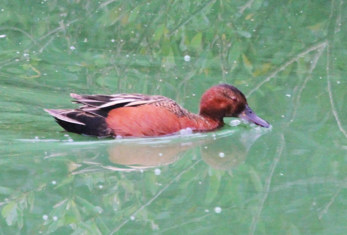 eBird Checklist - 13 May 2024 - Oso Flaco Lake (not for beach/ocean ...
