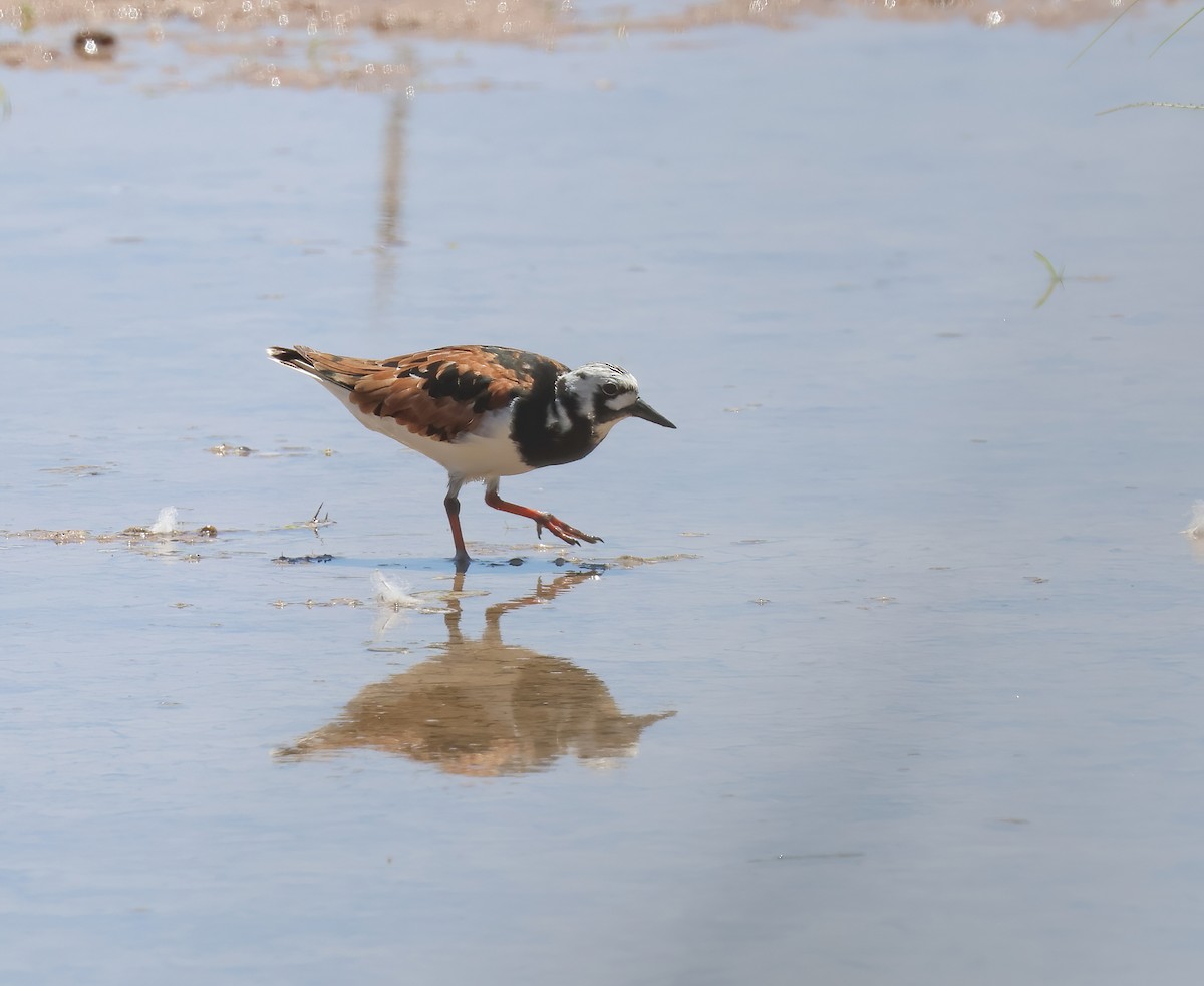 eBird Checklist - 14 May 2024 - Riparian Preserve at Gilbert Water ...