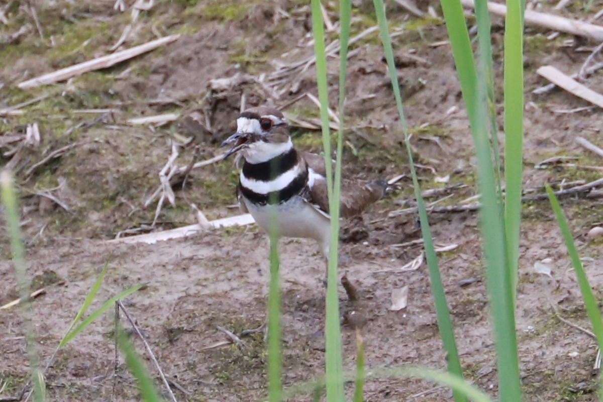 Pennsylvania Bird Atlas Checklist - 14 May 2024 - 406 Upper Georges Valley Rd, Spring Mills US ...