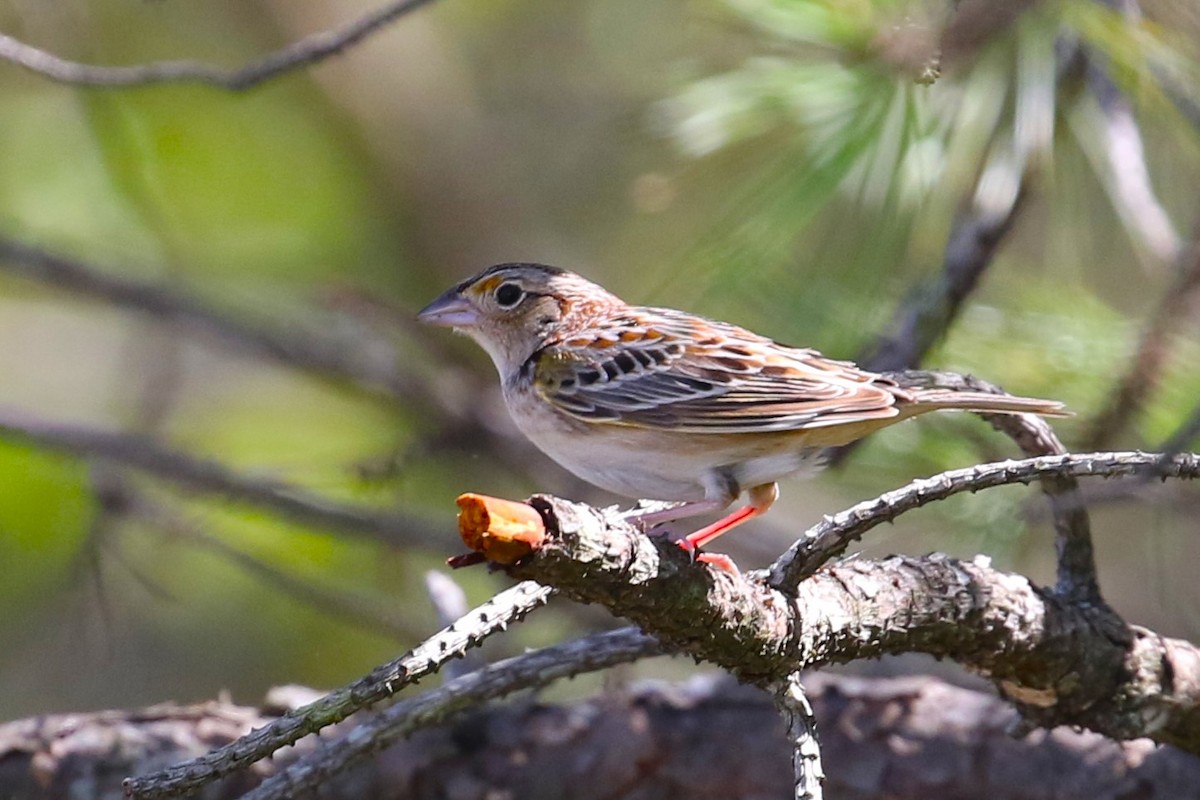 eBird Checklist - 14 May 2024 - Concord Airport - 12 species
