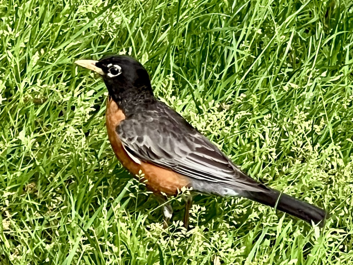 eBird Checklist - 14 May 2024 - Central Park - 31 species (+2 other taxa)