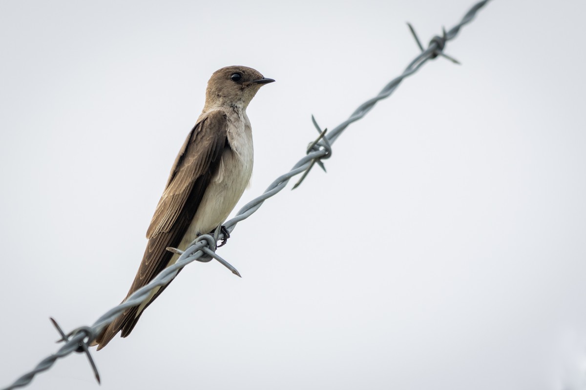 eBird Checklist - 14 May 2024 - Cañada Larga Rd. - 31 species