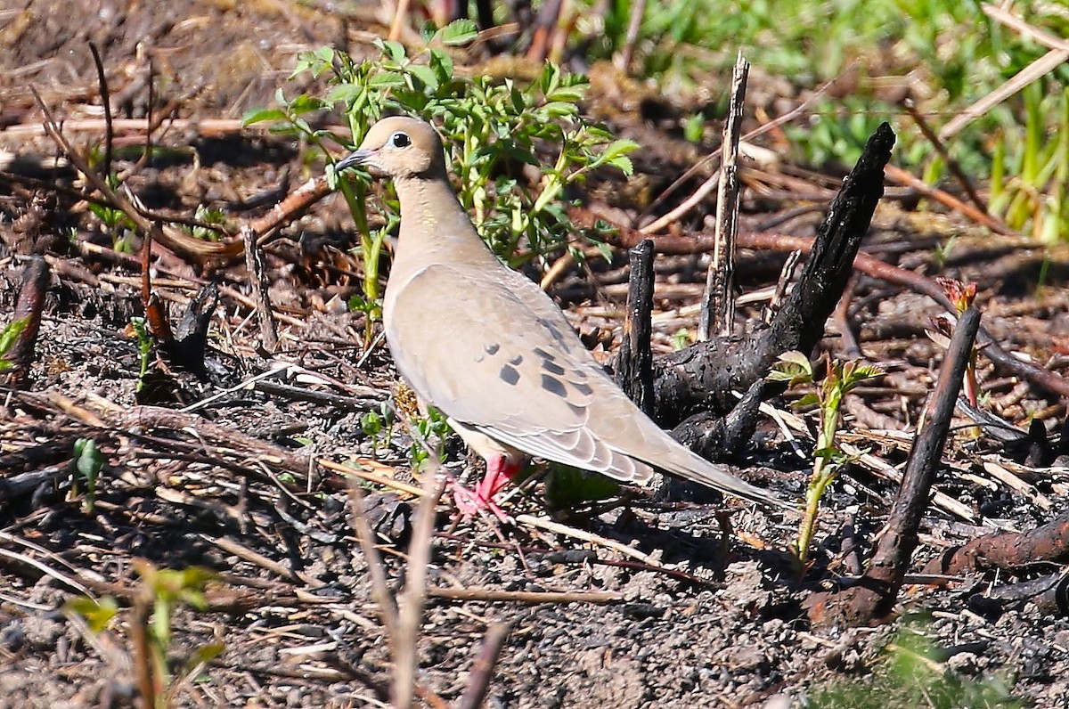 eBird Checklist - 10 May 2024 - Pierce Road - 38 species