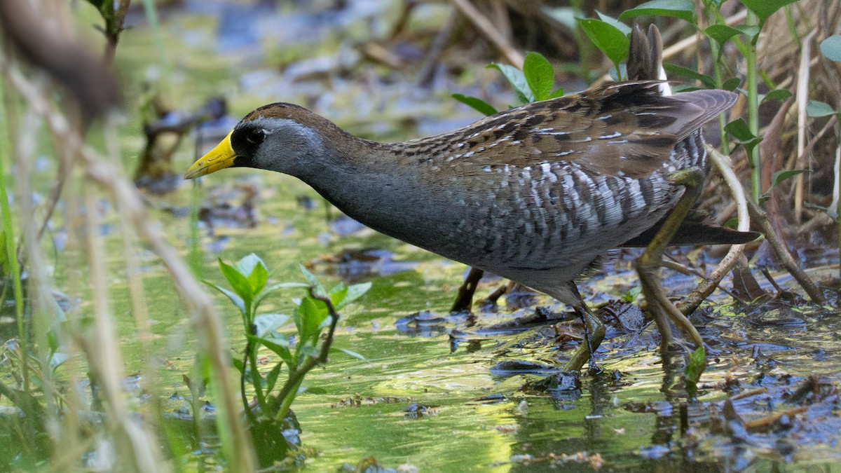 eBird Checklist - 14 May 2024 - Dodge Nature Center--Shepard Farm ...