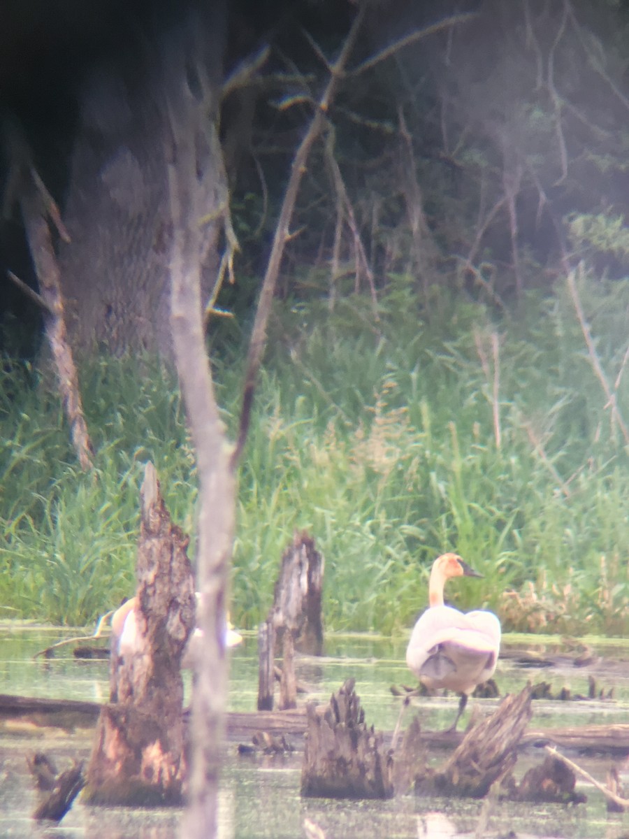 eBird Checklist - 14 May 2024 - Slonaker pond on Hisser Station - 36 ...