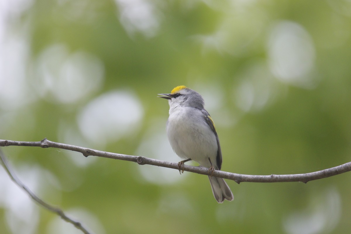 eBird Checklist - 14 May 2024 - Haymarsh SGA--Haymarsh Campground - 80 ...