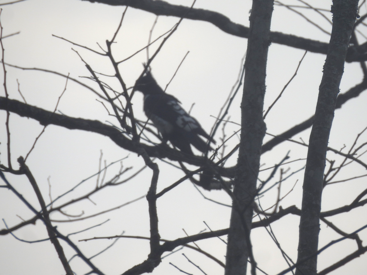 eBird Checklist - 8 Apr 2024 - Soraipung Range, Dehing Patkai National ...