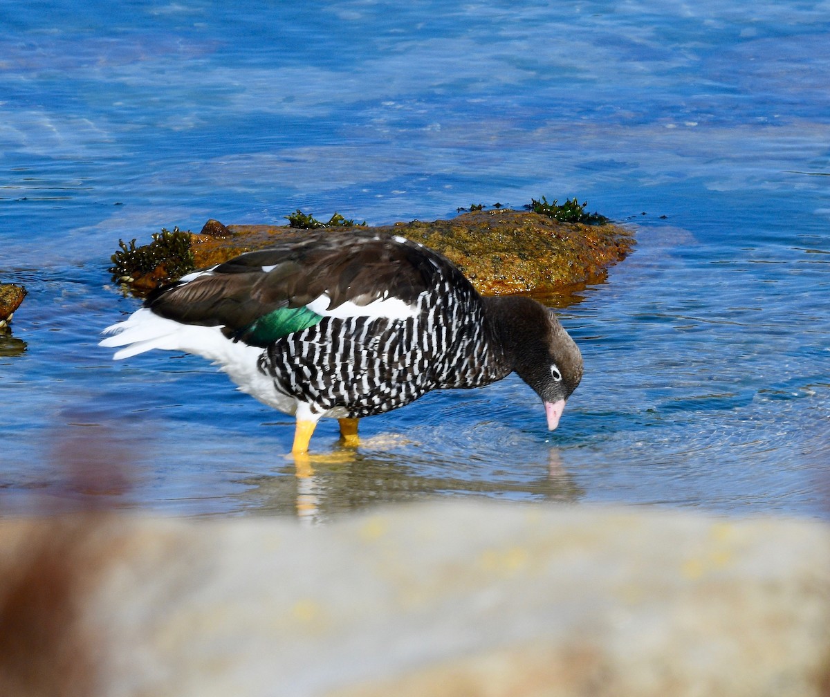 搜索媒体——Macaulay Library和eBird