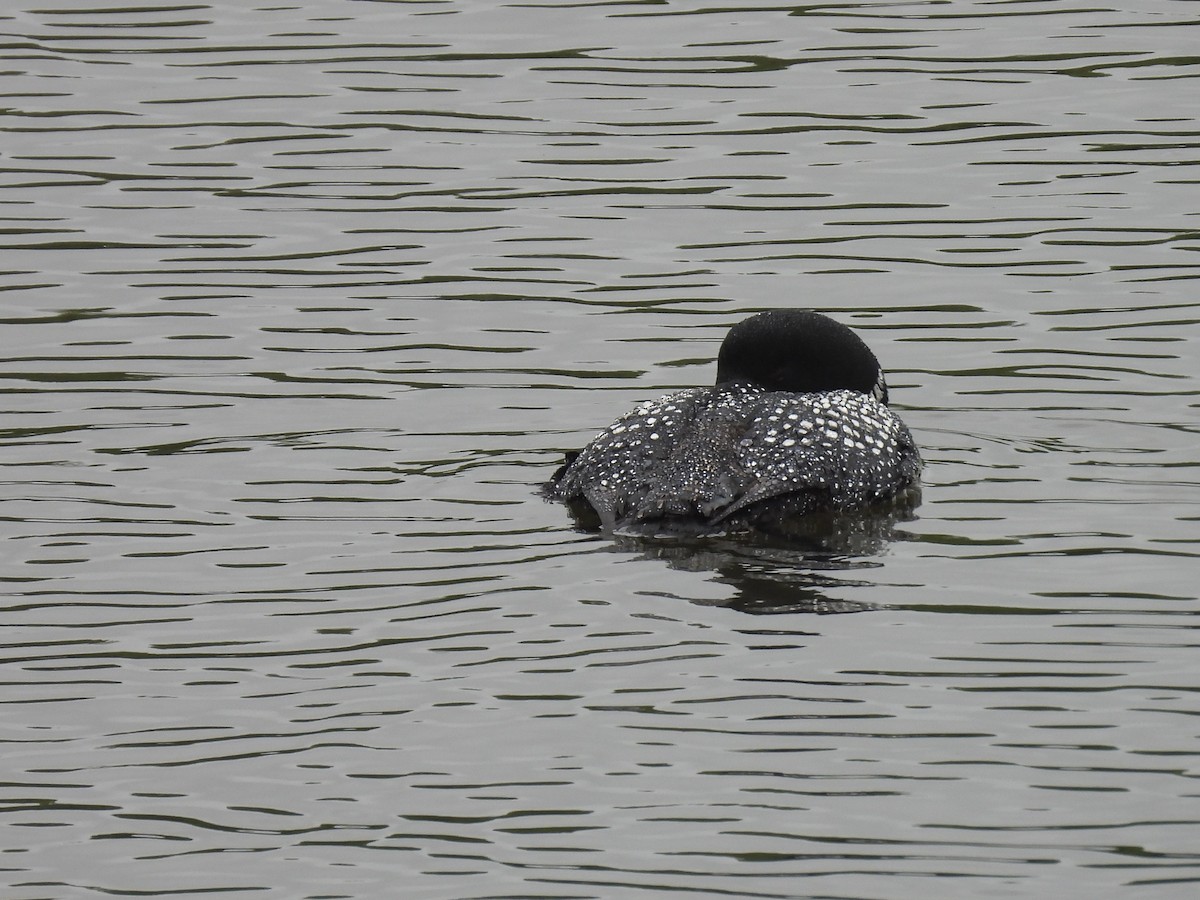 eBird Checklist - 15 May 2024 - Theodore Roosevelt Island - 40 species