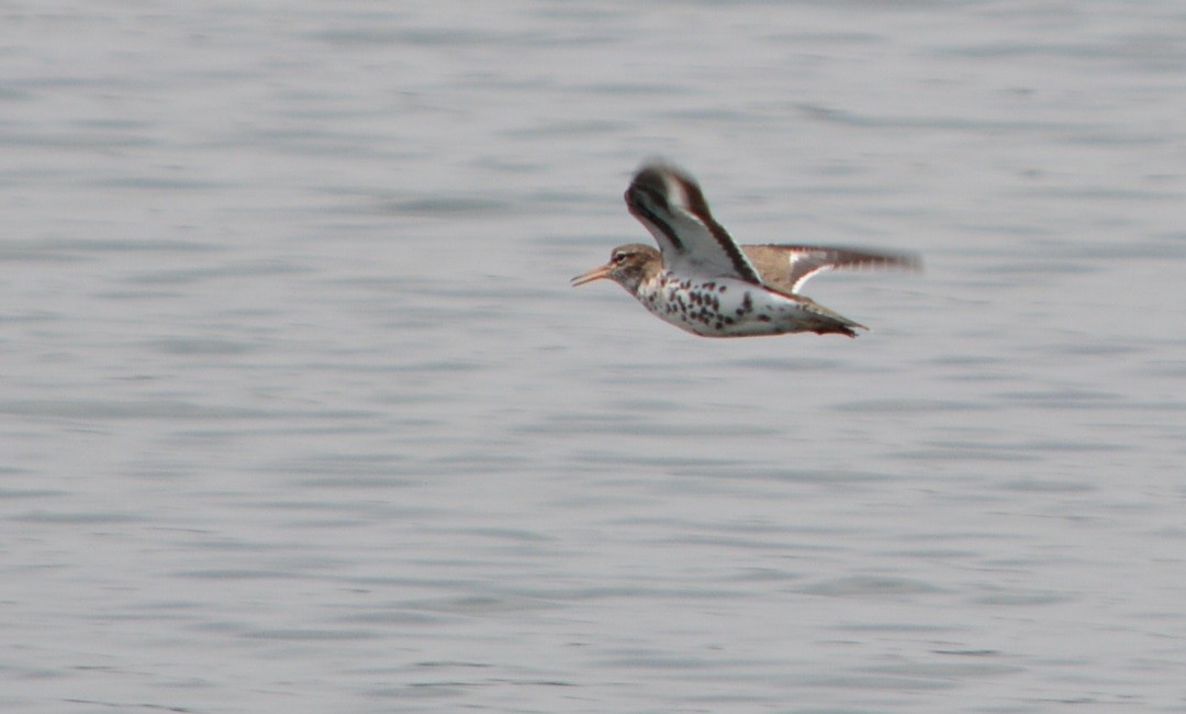 eBird Checklist - 15 May 2024 - General Motors Technical Center ...