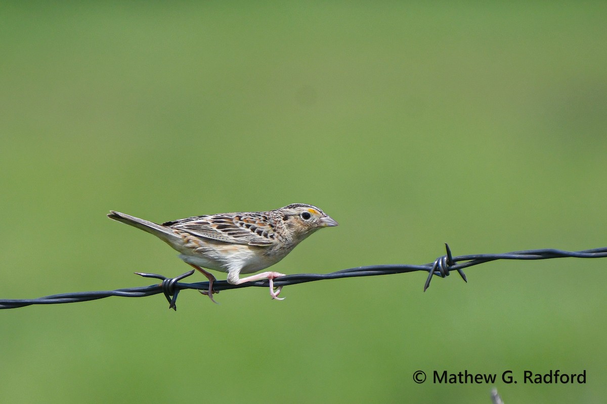 eBird Checklist - 15 May 2024 - Leonard Sod Farm - 13 species