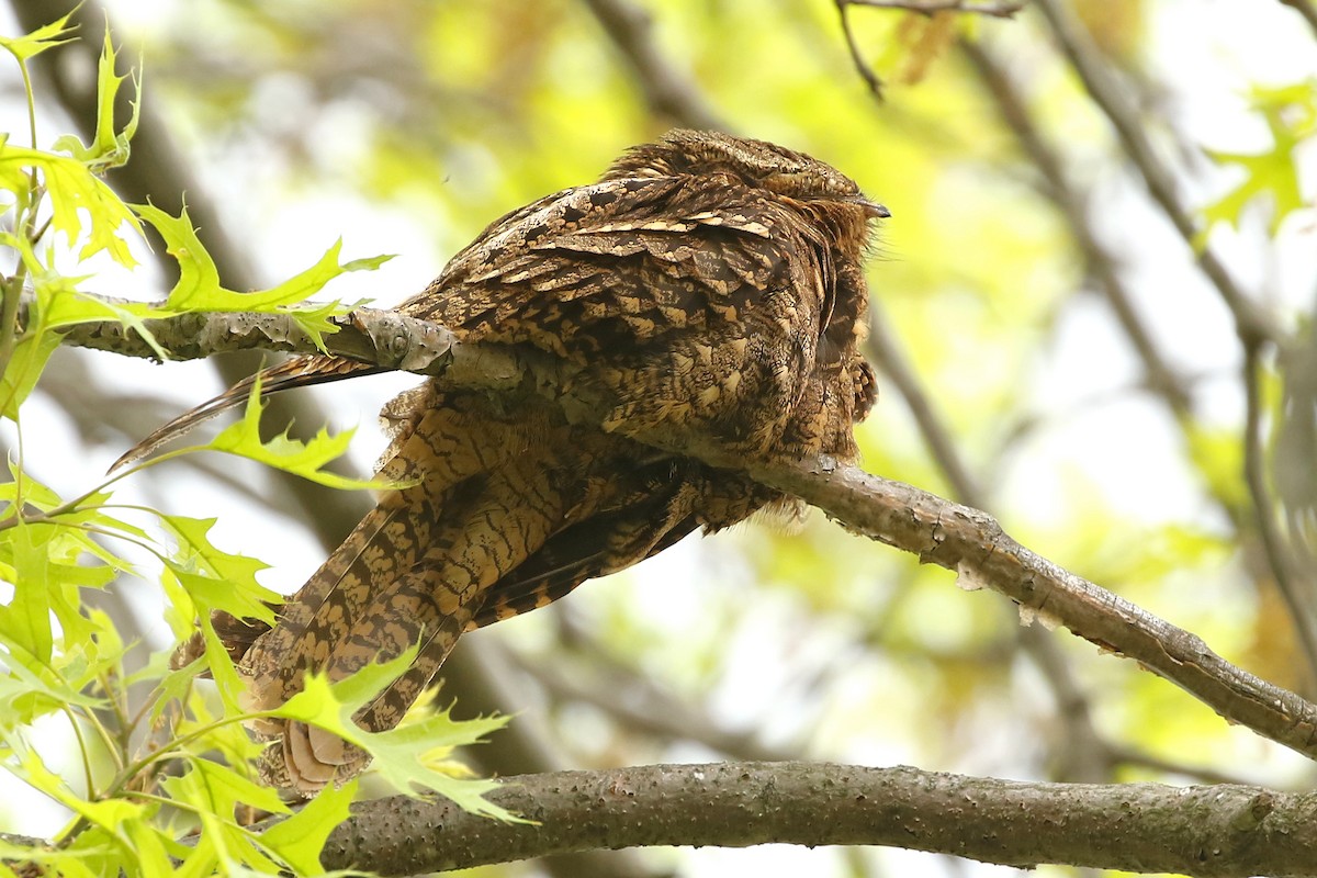 Chuck-will's-widow - Antrostomus carolinensis - Media Search - Macaulay Library and eBird