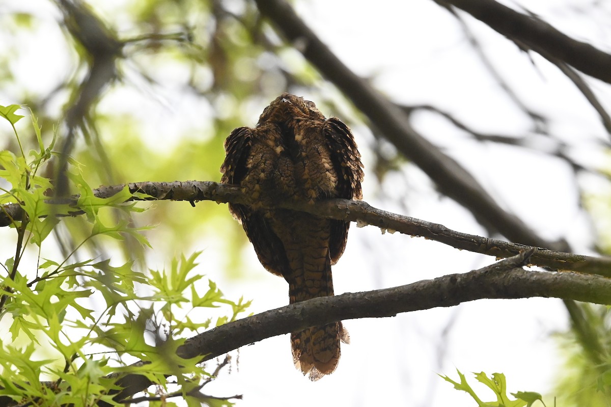 Chuck-will's-widow - Antrostomus carolinensis - Media Search - Macaulay Library and eBird