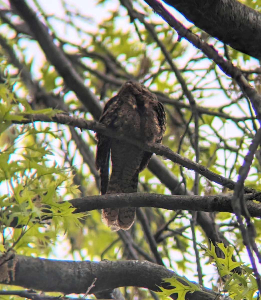 Chuck-will's-widow - Antrostomus carolinensis - Media Search - Macaulay Library and eBird