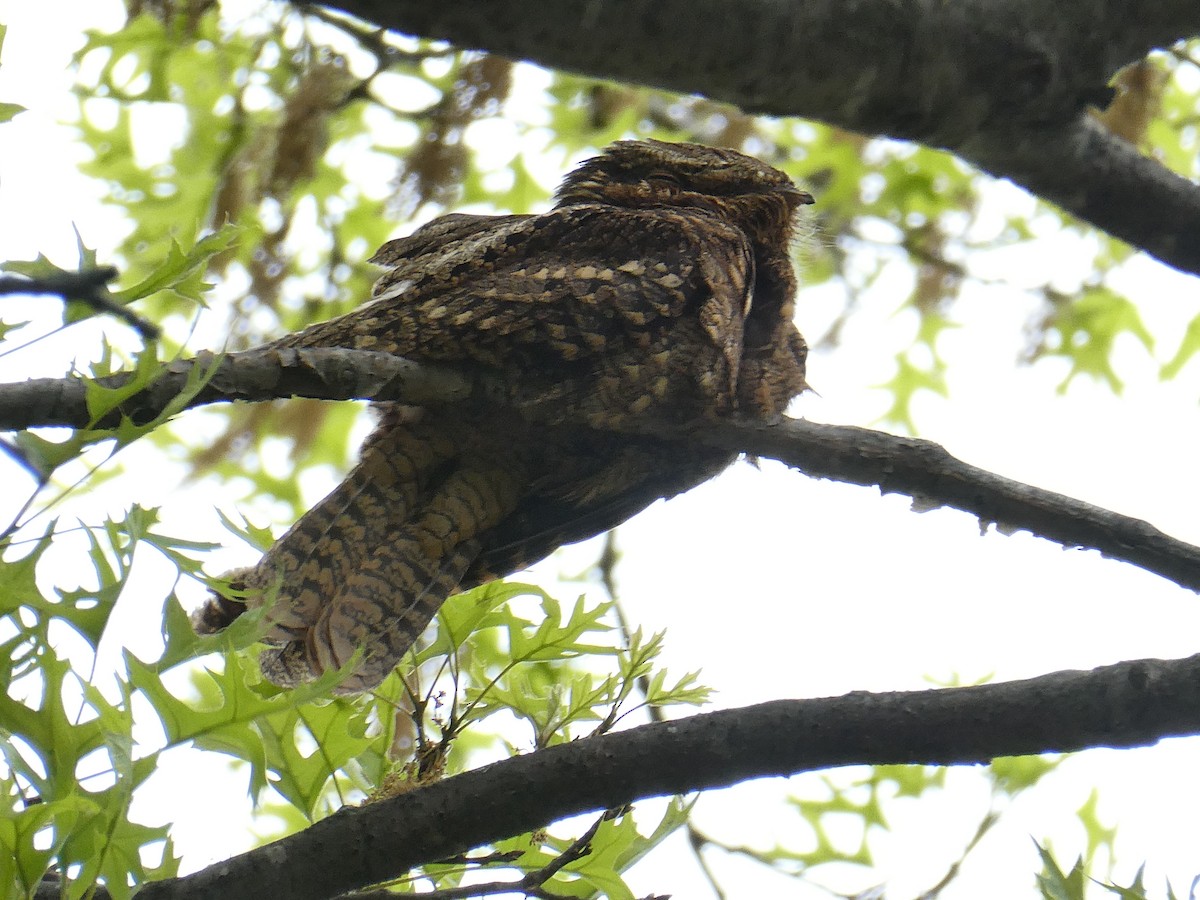 Chuck-will's-widow - Antrostomus carolinensis - Media Search - Macaulay Library and eBird