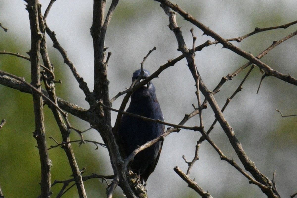 eBird Checklist - 15 May 2024 - Waterloo RA--Green Rd. - 9 species