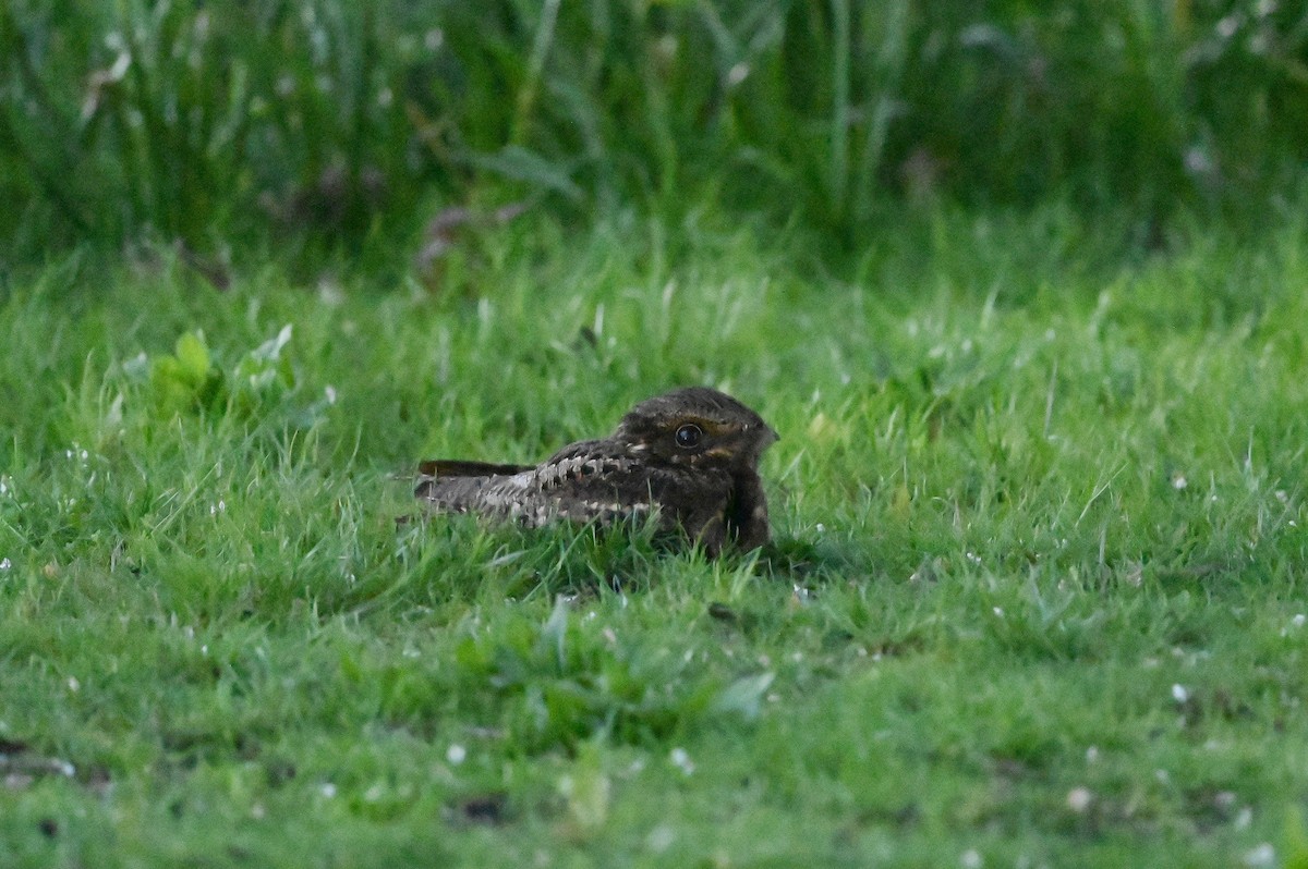 Chuck-will's-widow - Antrostomus carolinensis - Media Search - Macaulay Library and eBird
