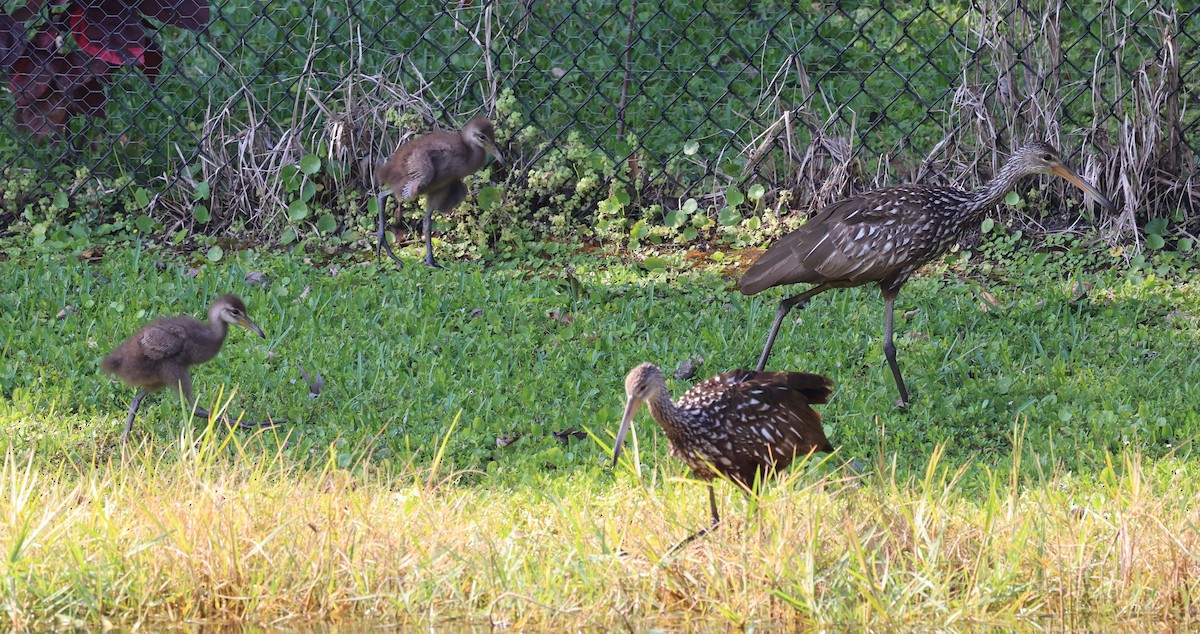 eBird Checklist - 15 May 2024 - Long Key Natural Area & Nature Center ...