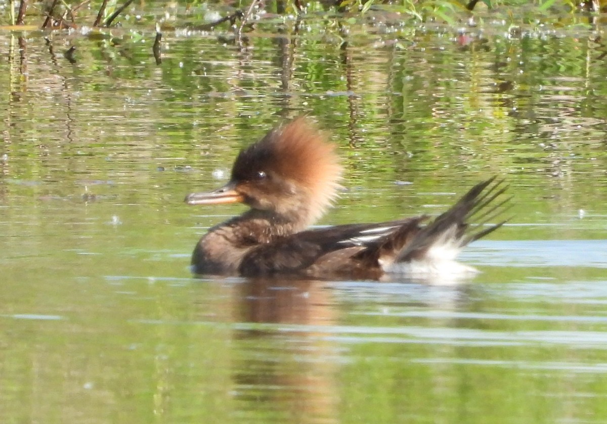eBird Checklist - 15 May 2024 - Pearson Metropark--Seaman Rd. - 20 species